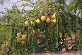 Herbal Trees plants Medicine Care Photo Gallery: EMBLICA OFFICINALIS
