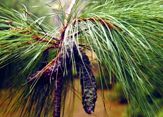 Herbal Trees plants Medicine Care Photo Gallery: PINUS ROXBURGHII
