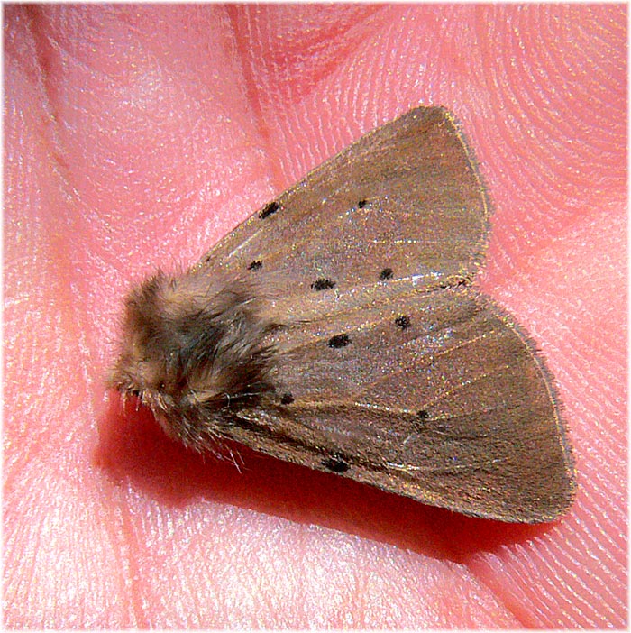 FOTO NATURA HUESCA 2: Diaphora mendica Clerck, 1759 diaphora-mendica ...