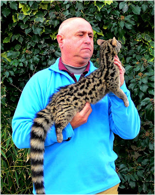 FOTO NATURA HUESCA 2: Genetta gineta jineta genetta-genetta gat mesquer ...