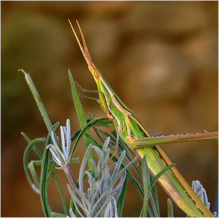 FOTO NATURA HUESCA 2: Acrida ungarica mediterranea acrida-ungarica ...