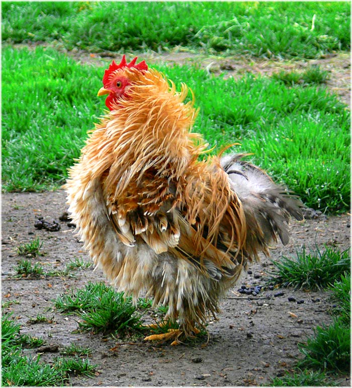 FOTO NATURA HUESCA 2: Gallina gallus gallus Linnaeus, 1758