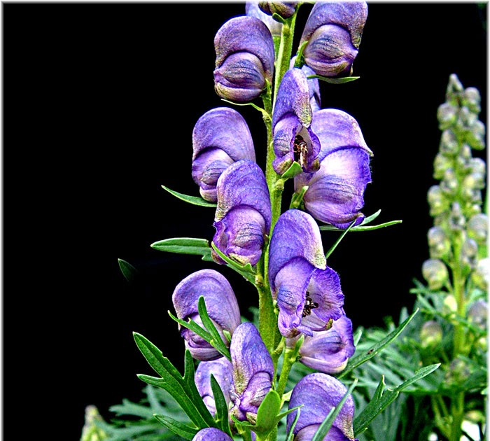 Foto-Natura-Huesca: Acónito aconitum napellus aconito eisenhut teufelsworz