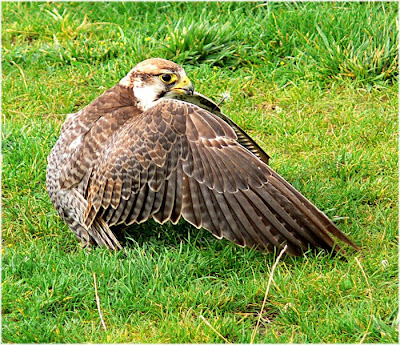 Foto-Natura-Huesca: Halcón cazando falco