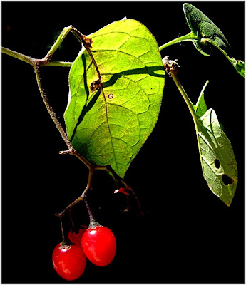 Foto-Natura-Huesca: Solanum dulcamara solanum-dulcamara matagallinas ...