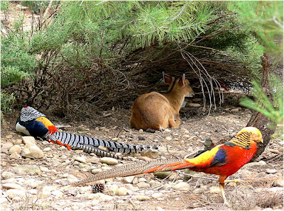 Variación de fenotipos y genotipos en aves.