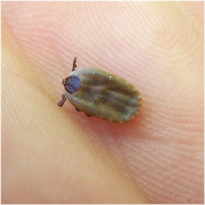 Foto-Natura-Huesca: Garrapata ixodes ricinus tick