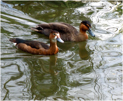 Foto-Natura-Huesca: Patos anas-luzonica anas luzonica Philippine ducks ...