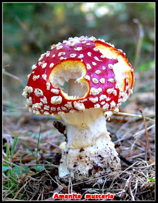 Foto-Natura-Huesca: Amanita muscaria matamoscas setas hongos mushroom ...