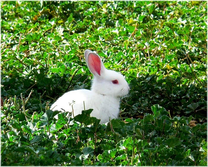 FOTO NATURA HUESCA 2: Oryctolagus Lilljeborg, 1873 conejo lepóridos ...