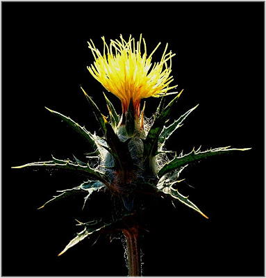 Foto-Natura-Huesca: Carthamus lanatus carthamus-lanatus woolly distaff ...