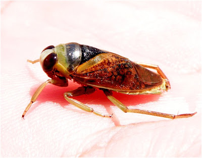 Foto-Natura-Huesca: Notonecta maculata notonecta-maculata chinche de agua