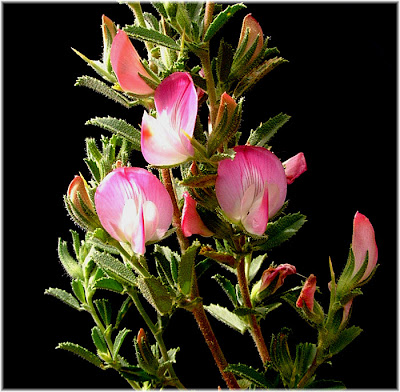 Foto-Natura-Huesca: Ononis spinosa ononis-spinosa gatuña spiny ...