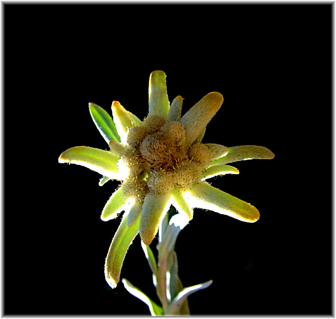 FOTO NATURA HUESCA 2: Edelweiss flor de nieve Еделвайс Edelweiß ウスユキソウ ...