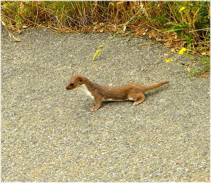 FOTO NATURA HUESCA 2: COMADREJA Mustela nivalis Linnaeus, 1766 mustela ...