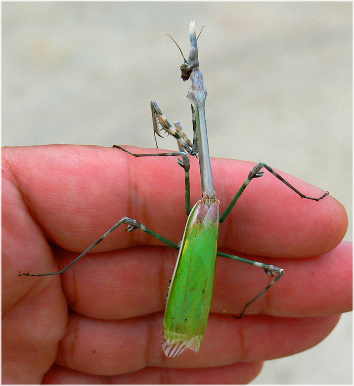 FOTO NATURA HUESCA 2: MANTIS PALO MACHO empusa pennata Thunberg, 1815 ...