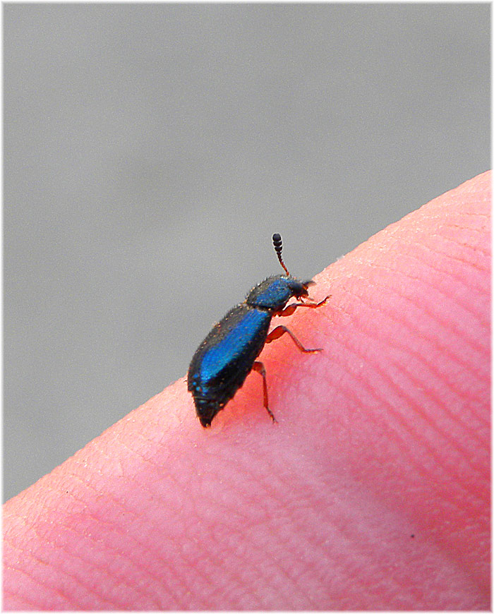FOTO NATURA HUESCA 2: Necrobia rufipes Fabricius, 1781 necrobia-rufipes ...