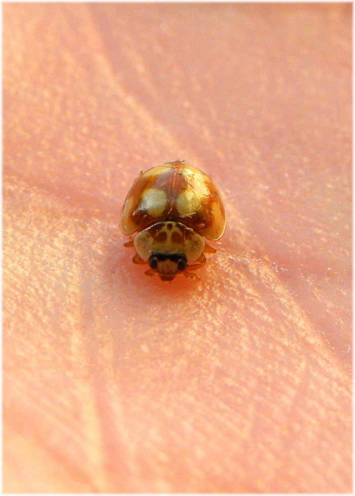 FOTO NATURA HUESCA 2: Adalia decempunctata Linnaeus, 1758 adalia ...
