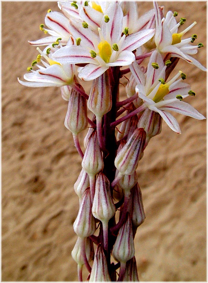 FOTO NATURA HUESCA 2: Urginea maritima (L.) Baker urginea-maritima ...
