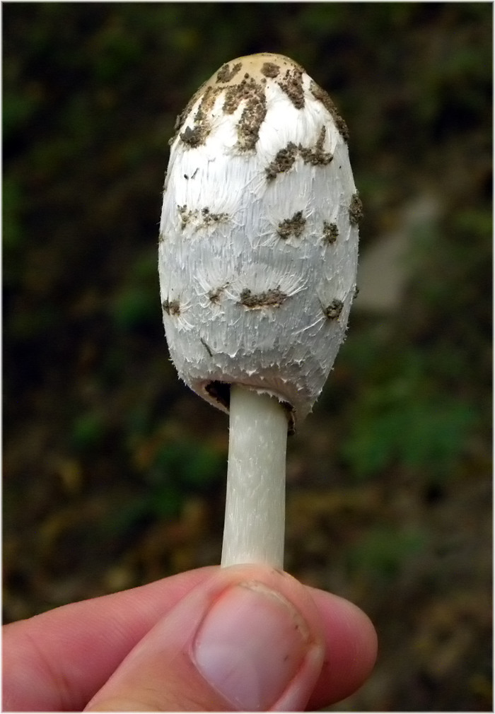FOTO NATURA HUESCA 2: COPRINUS coprinus comatus (O.F.Müll.) Pers. (1797 ...