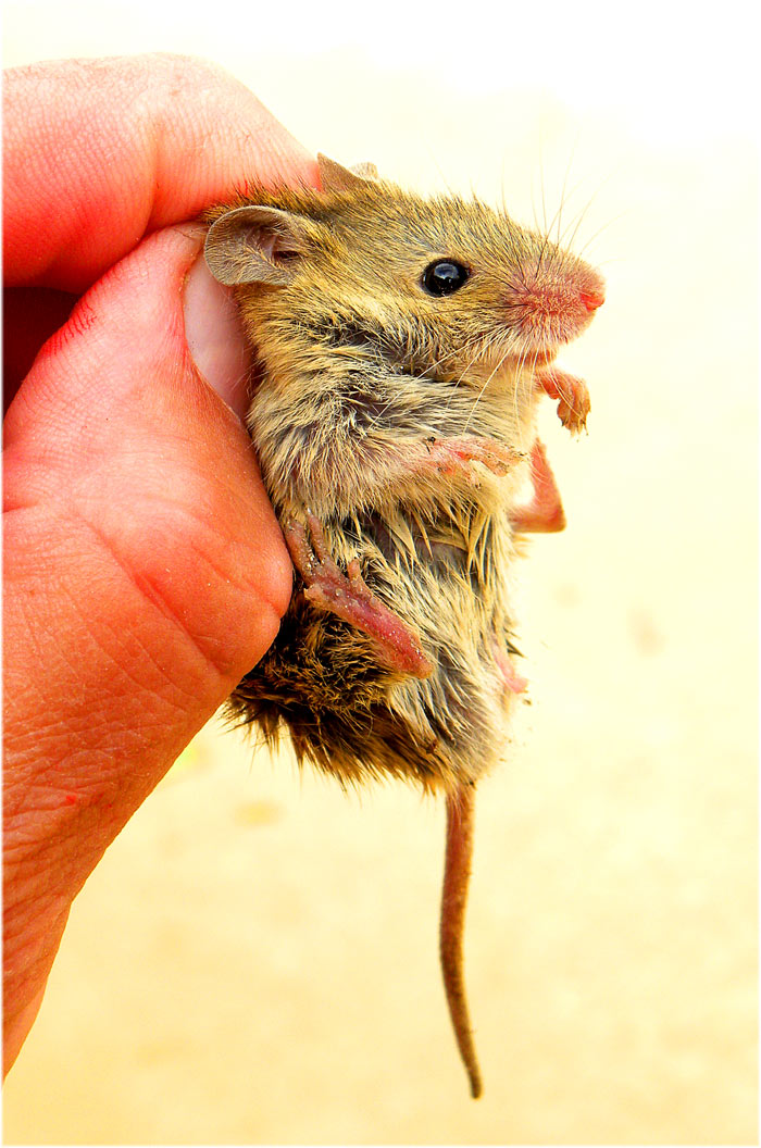 FOTO NATURA HUESCA 2: RATÓN COMÚN mus musculus Linnaeus, 1758 ratolí ...