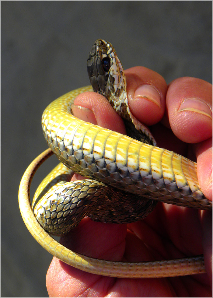 FOTO NATURA HUESCA 2: SERPIENTE VERDE JOVEN malpolon monspessulanus ...