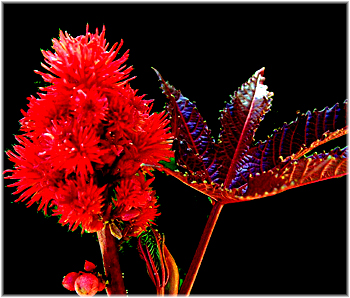 FOTO NATURA HUESCA 2: RICINO ricinus communis Carl von Linné, 1753 ...