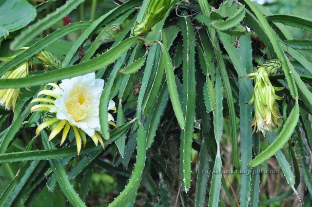 Fotografi merakam sejarah: Bunga buah naga.