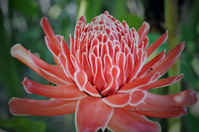 Fotografi merakam sejarah: Bunga kantan.