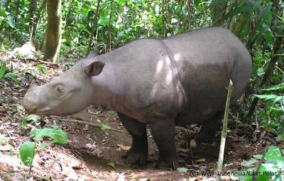 Tanah Air Kita: Badak Sumatra