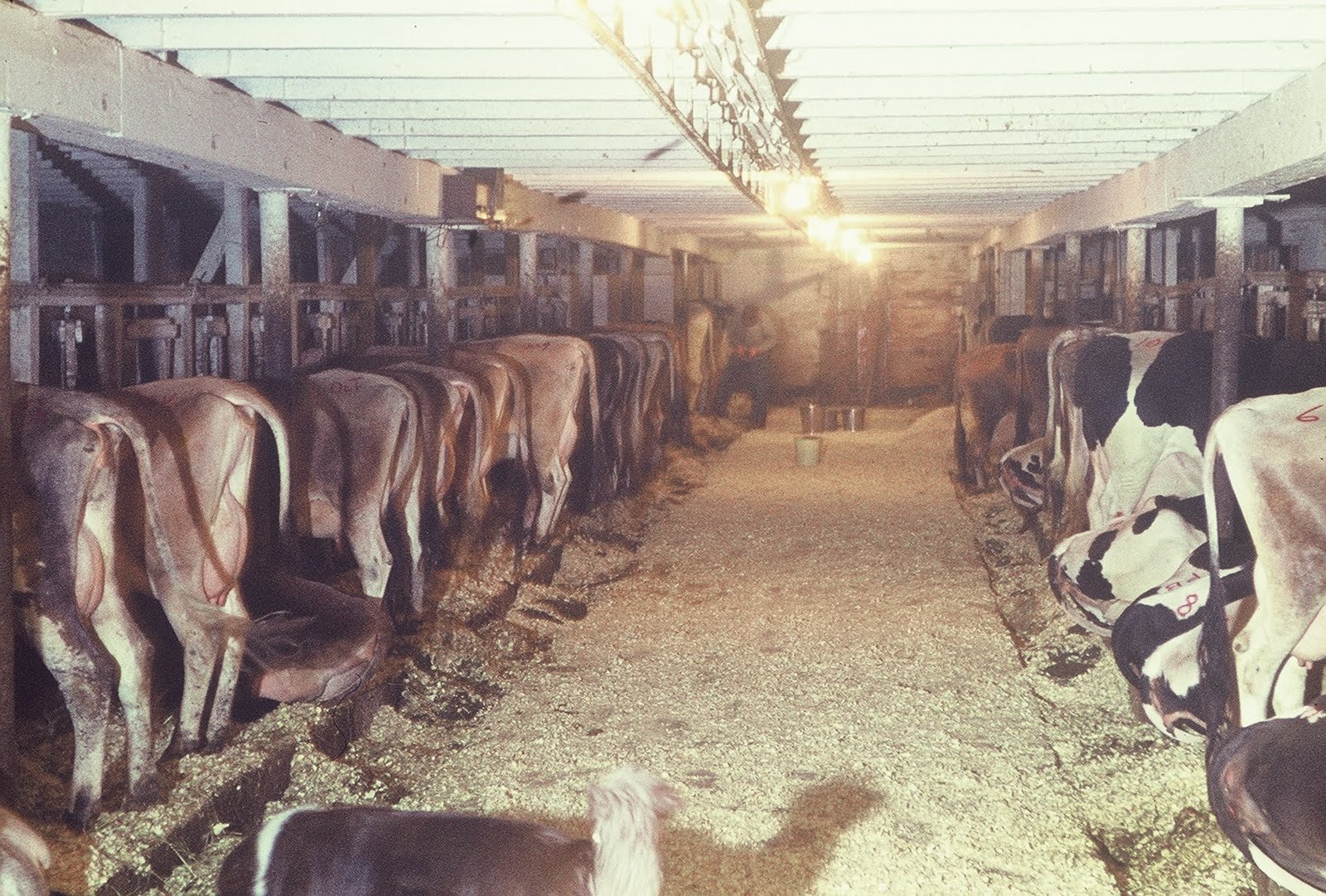 boyze's blips: Cow barn.