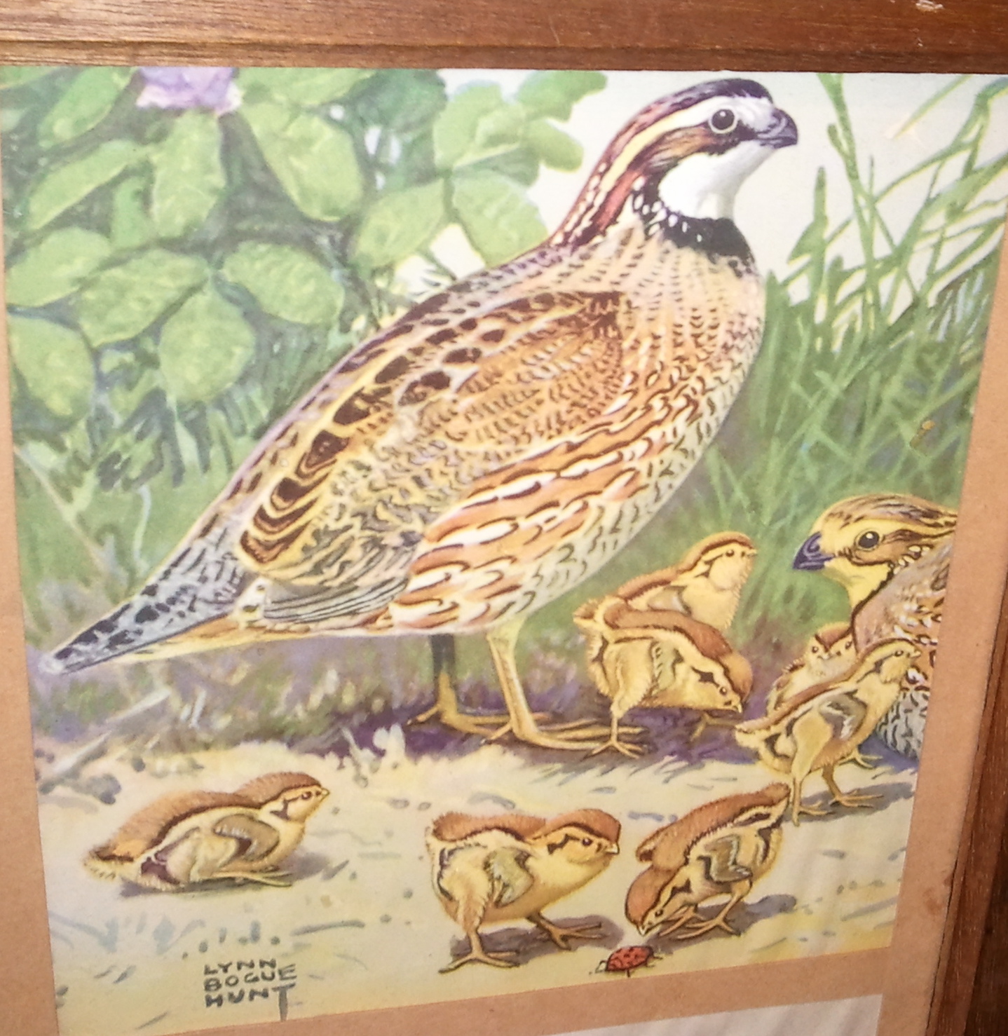 Lowcountry outdoors: Chukar / Hawk encounter on quail hunt