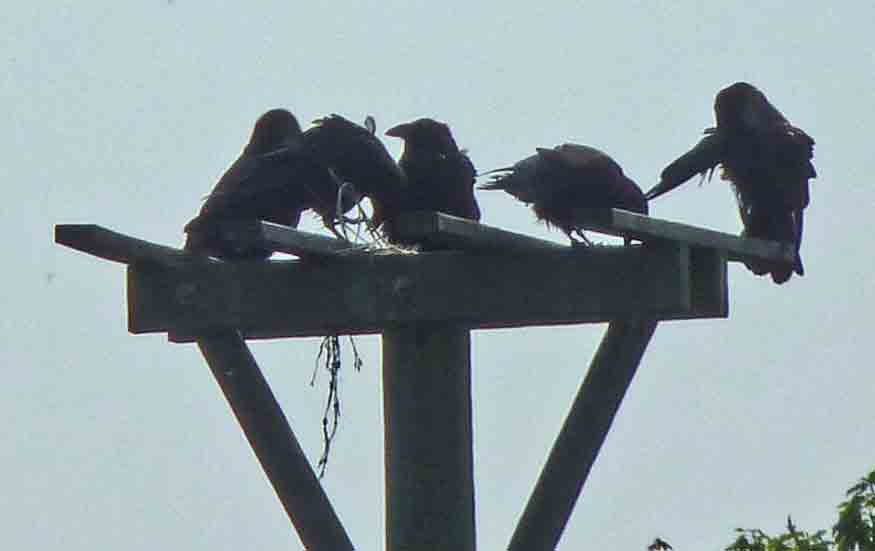 Life at the Annapolis Royal Marsh: Crow behavior