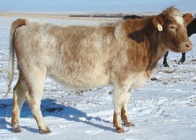 Cattle Colour Genetics: Roan, a Mixture......