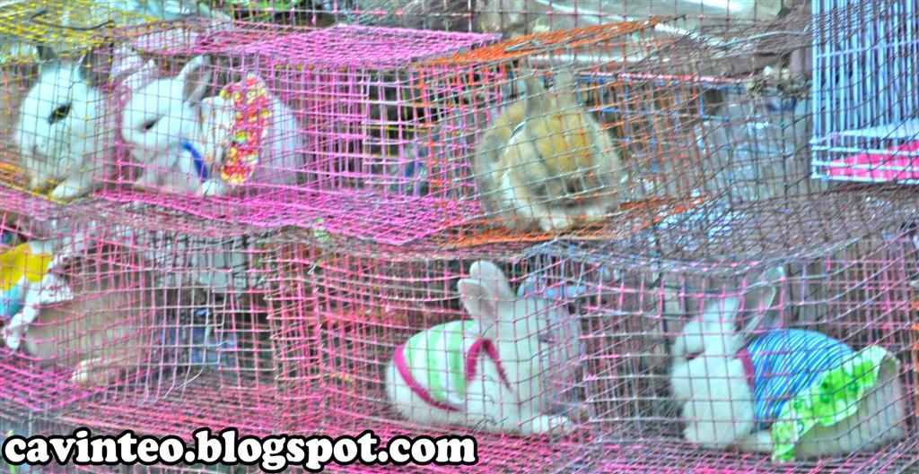 Entree Kibbles: Pet Section @ Chatuchak Weekend Market