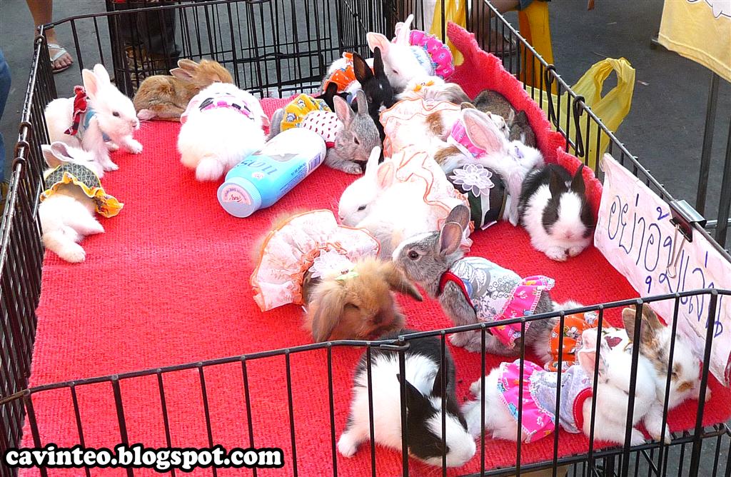 Entree Kibbles: Pet Section @ Chatuchak Weekend Market