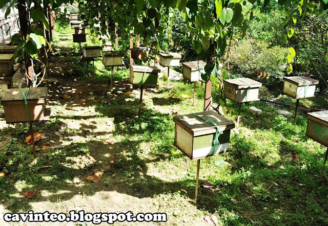 Entree Kibbles: Honey Bee Farm @ Cameron Highlands
