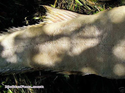 BlogBlogger: MerMaid (Kadal Kanni-Human Headed Fish) found in Abu Dhabi