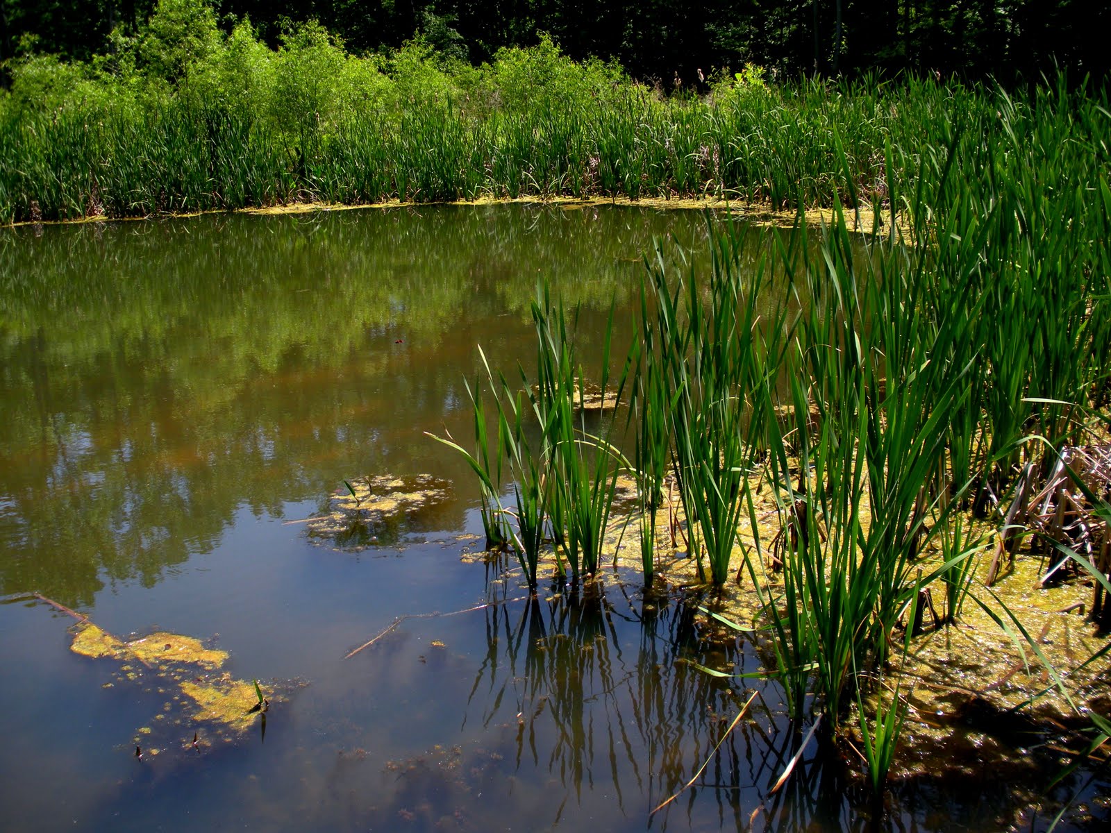 Alabama PARC: Ruffner Mountain joins Alabama Amphibian Network