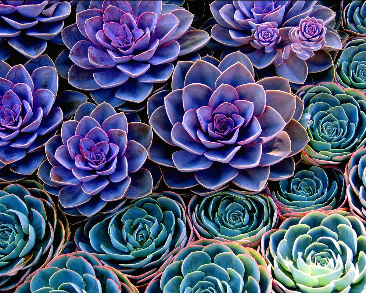 Purple succulents, Succulents and Purple on Pinterest