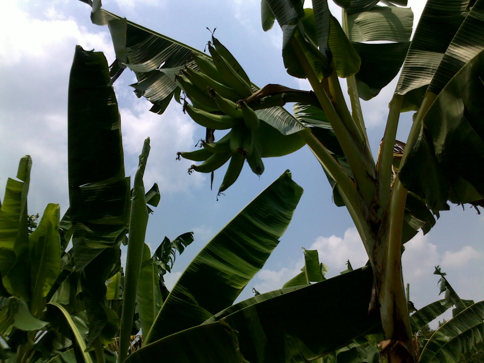 londang pisang: Pisang Berbuah