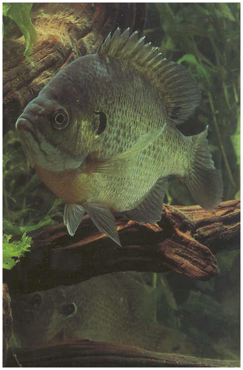 Piscic Australis: Sunfish, Bluegill, Brim, and Bream