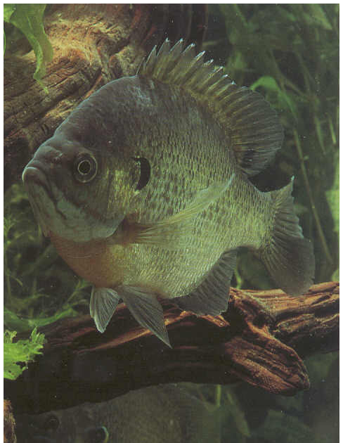 Piscic Australis: Sunfish, Bluegill, Brim, and Bream