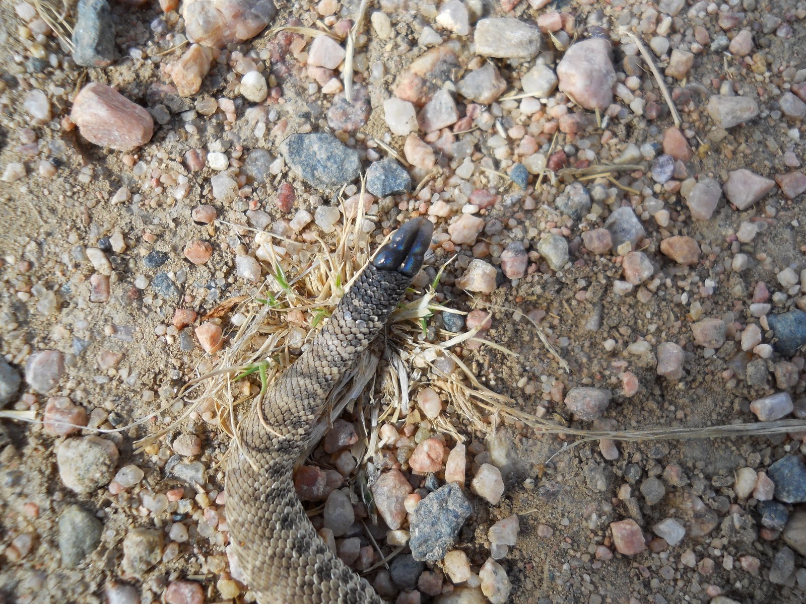 small goat/sheep farm in Northern Colorado: changing seasons, sheep ...