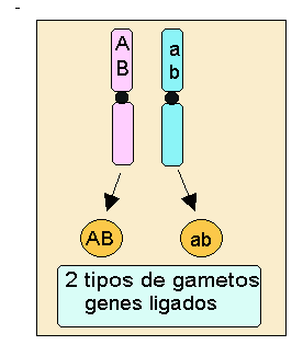 LINCRE-GENET: LIGAMIENTO