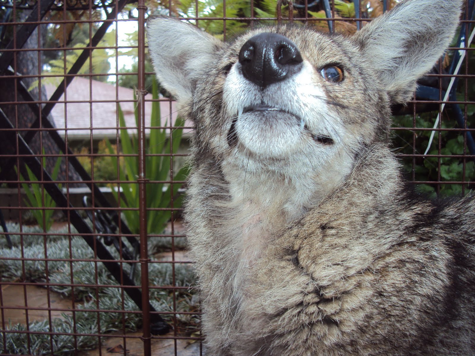 All City Animal Trapping: skunk trappers animal trappers raccoon ...