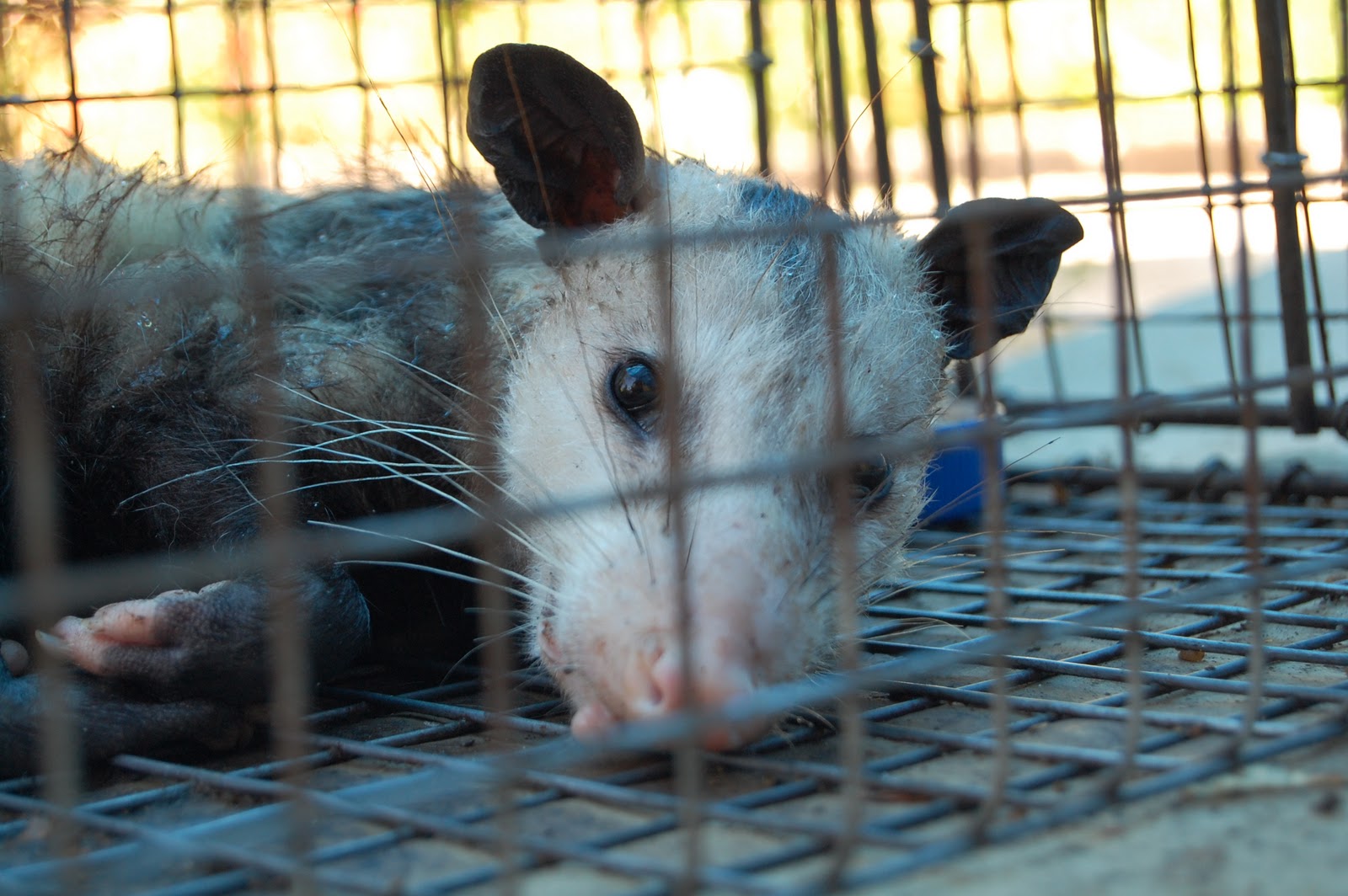All City Animal Trapping: OPOSSUM TRAPPING,OPOSSUM TRAPPING,OPOSSUM ...