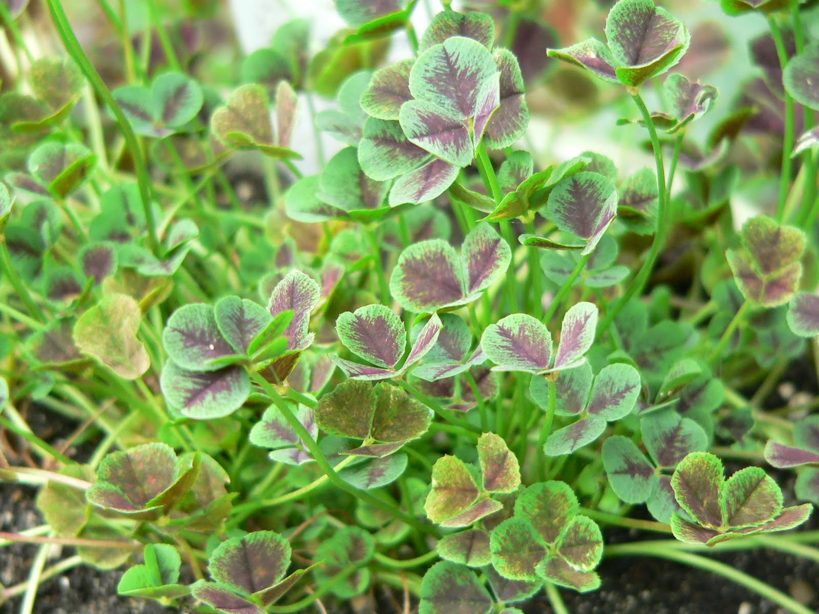 Persephone in Bloom: Dancing queen: Dark Dancer Clover