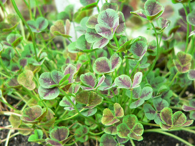 Persephone in Bloom: Dancing queen: Dark Dancer Clover