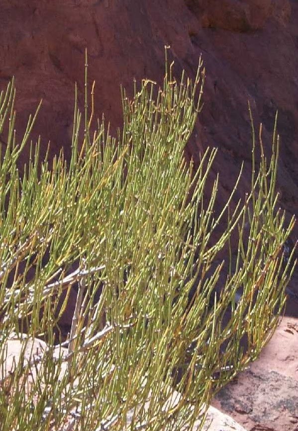 Sword Of Survival: Mormon Tea